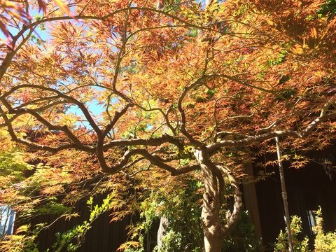 GOOD BLOKE TREE CARE - Updated October 2025 - 12 Photos - Central Point ...