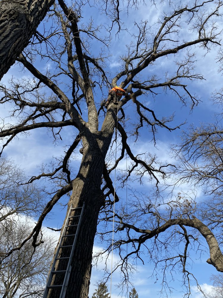 M&RG TREE SERVICE - Updated May 2026 - 29 Photos & 13 Reviews - 5722 ...
