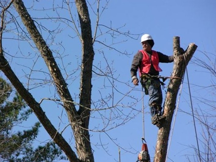 JEFF BEELER TREES - Updated July 2025 - 3591 Walker Church Rd ...