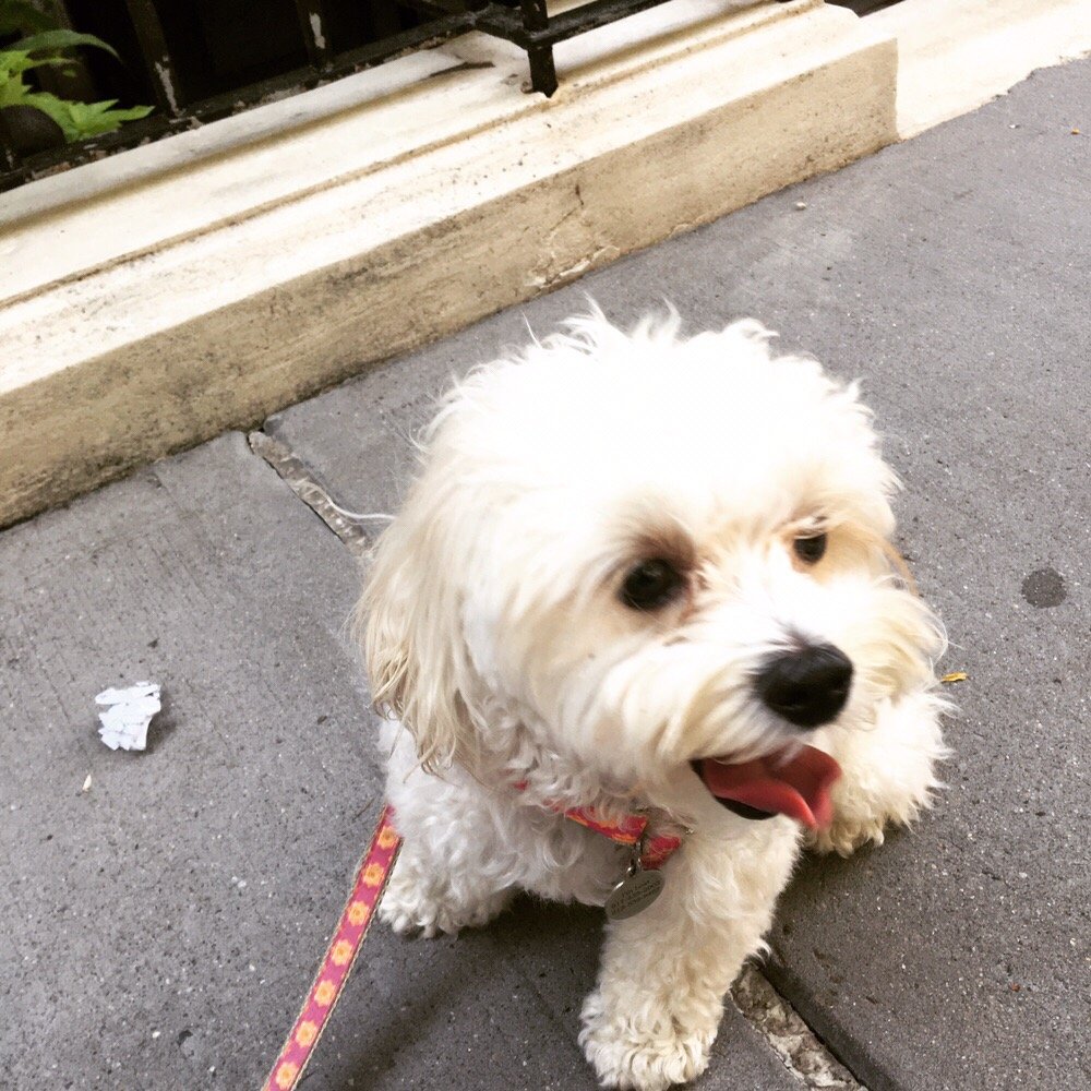 PRIVATE PAWS - 59 Photos - New York, New York - Dog Walkers - Phone ...