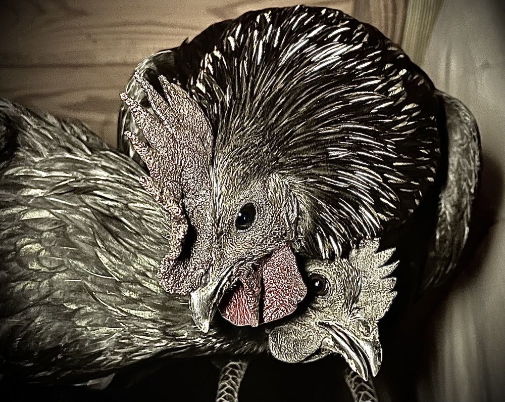 CACKLE HATCHERY® - Updated January 2026 - 90 Photos & 83 Reviews - 411 ...