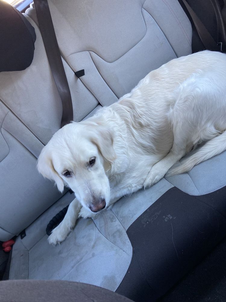 DUTTON ROAD VETERINARY CLINIC - Updated September 2025 - 41 Photos & 78 ...