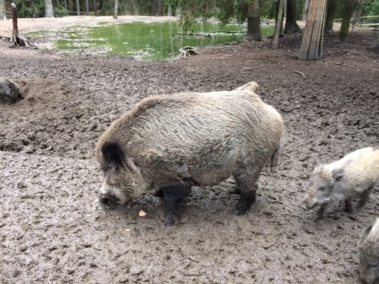 VELDENSTEINER FORST - Updated May 2024 - Bernheck 38, Plech, Bayern ...