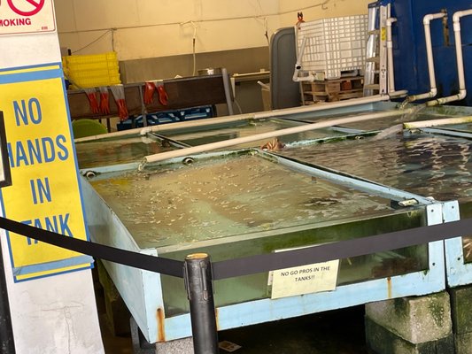 ALIOTO LAZIO FISH COMPANY - Updated May 2025 - 72 Photos & 96 Reviews ...