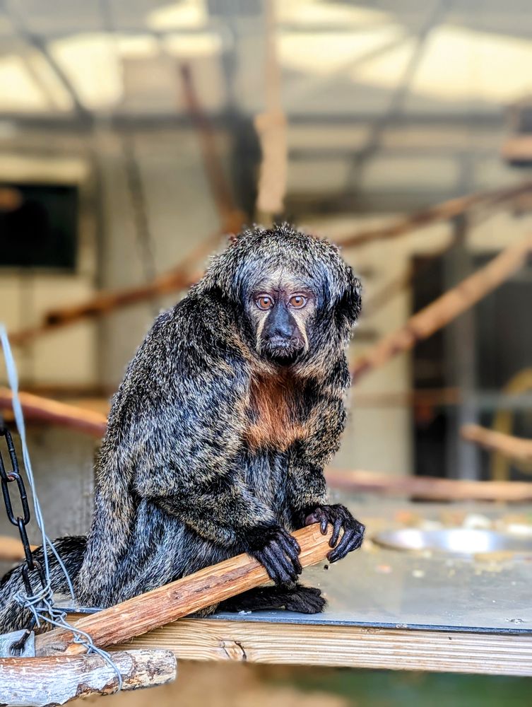 FOTA WILDLIFE PARK - Updated September 2025 - 152 Photos & 30 Reviews ...