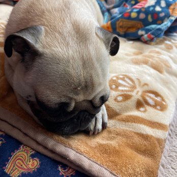 CHUCKANUT VALLEY VETERINARY CLINIC - Updated January 2026 - 12 Photos ...