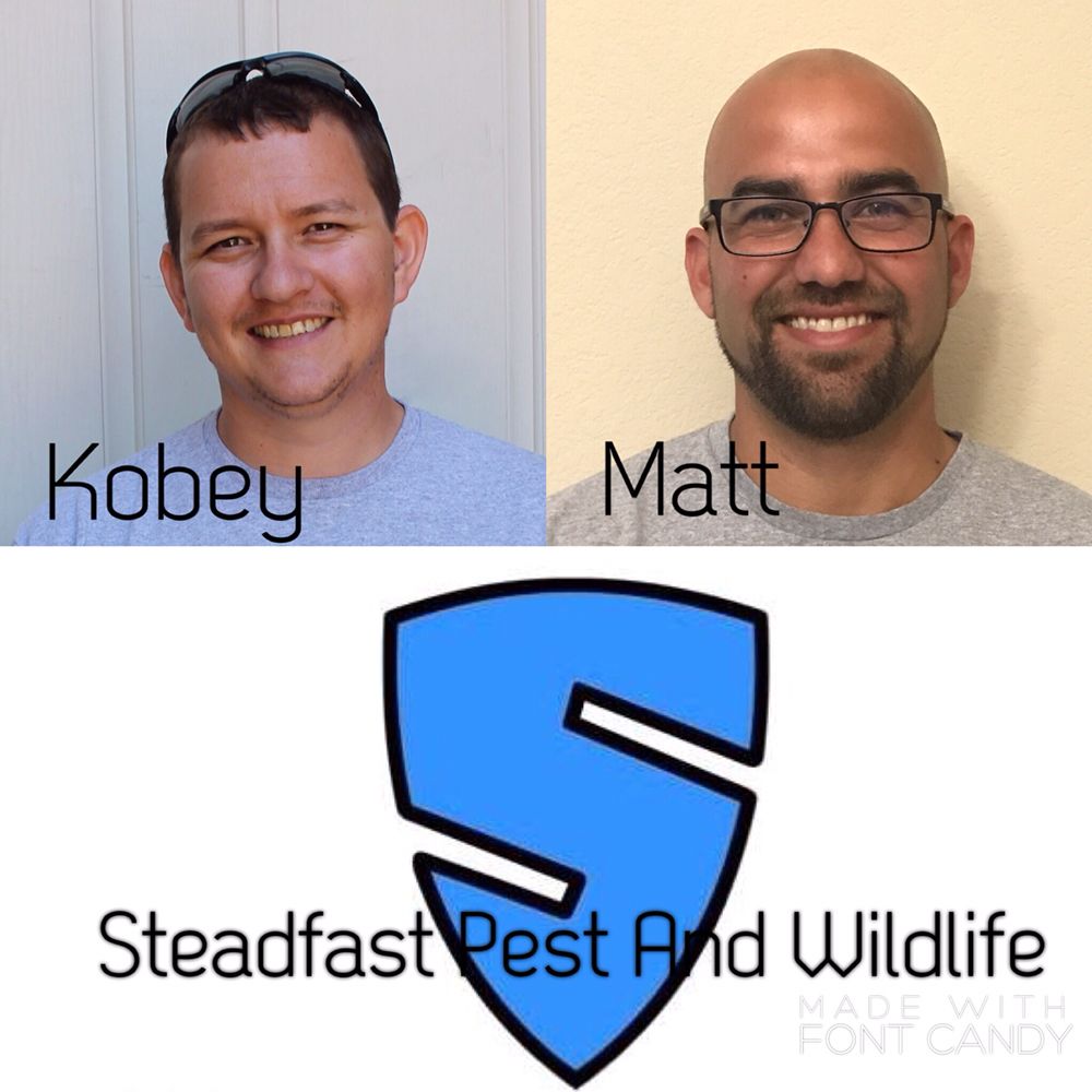 STEADFAST PEST AND WILDLIFE - Updated January 2026 - 3500 Dripping ...