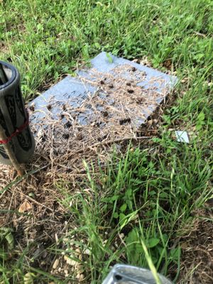 ASSUMPTION CEMETERY - CHAPEL & MAUSOLEUM - Updated December 2025 - 55 ...