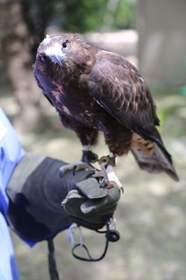 CALIFORNIA RAPTOR CENTER - Updated June 2025 - 51 Photos & 20 Reviews ...