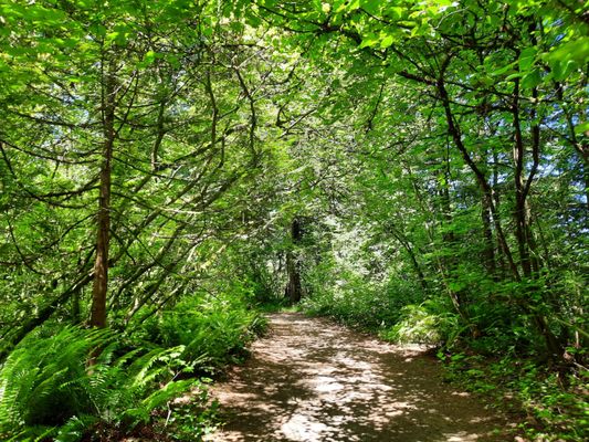 LACAMAS CREEK TRAIL - Updated July 2025 - 103 Photos & 29 Reviews - 200 ...