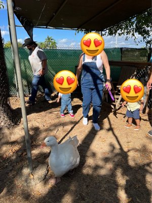 THE LITTLE FARM - 154 Photos & 59 Reviews - 13401 SW 224th St, Miami ...