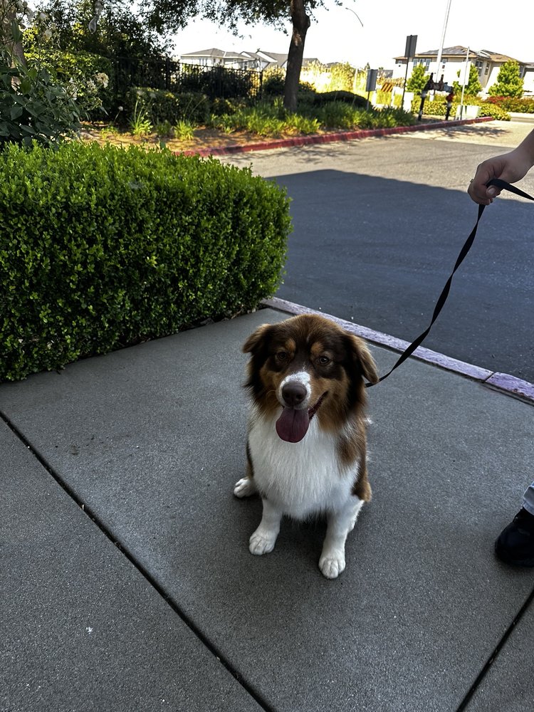THE RUFF FLUFFERY - Updated October 2025 - 8785 Center Pkwy, Sacramento, California - Pet ...