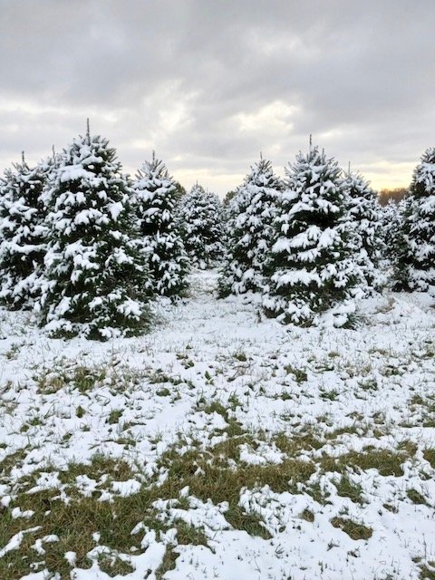 TATE’S TREE COMPANY - TEMP. CLOSED - Updated August 2025 - 31 Photos ...