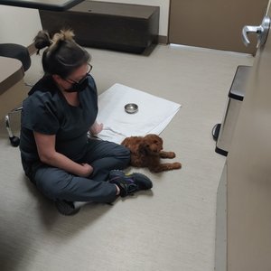 AURORA VETERINARY HOSPITAL - Updated July 2025 - 24 Photos & 294 ...