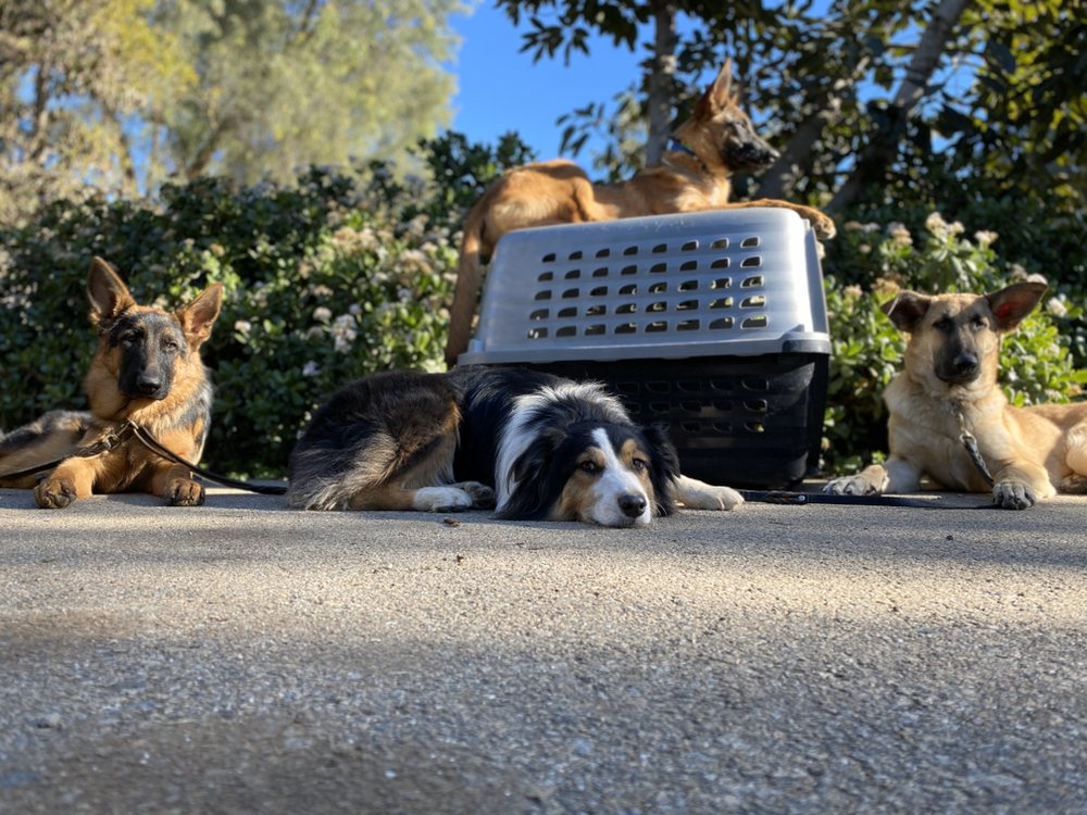 SOL DOGS - Updated June 2024 - Vista, California - Pet Training - Phone ...