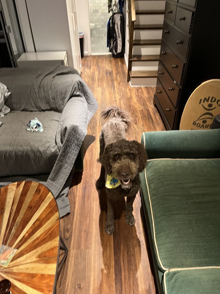 BRANDY DOG’S BARBERSHOP - Updated January 2026 - 15 Photos - 61-18 ...