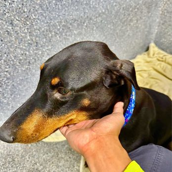 VALLEY ANIMAL CENTER - Updated December 2025 - 133 Photos & 114 Reviews ...