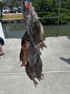 FLYING FISH FLEET DEEP SEA FISHING - Updated December 2025 - 18 Photos ...