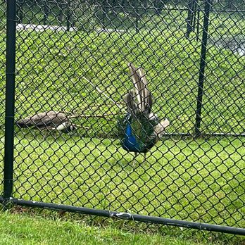 PHILLIPS PARK ZOO - Updated August 2025 - 245 Photos & 103 Reviews ...