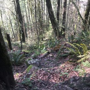 Poo Poo Point - Chirico Trail - 377 Photos & 140 Reviews - Hiking ...