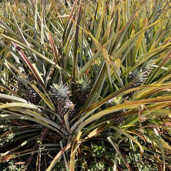 KAUAI SUGARLOAF PINEAPPLE - Updated December 2025 - 89 Photos & 40 ...