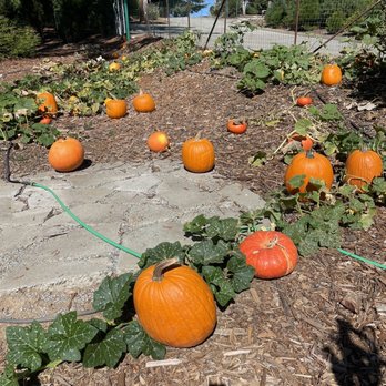 PATCHEN PUMPKIN PATCH - Updated September 2024 - 82 Photos & 19 Reviews ...