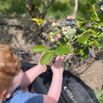 COLUMBIA FARMS U-PICK - Updated July 2024 - 107 Photos & 34 Reviews ...