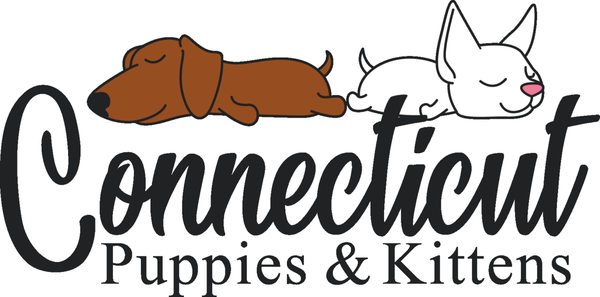 CONNECTICUT PUPPIES & KITTENS - Updated December 2025 - 10 Cross St ...