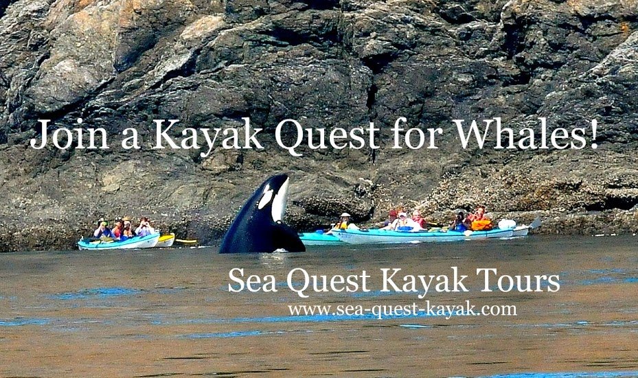 SEA QUEST KAYAK TOURS - Updated March 2025 - 167 Photos & 163 Reviews ...