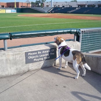GARY SOUTHSHORE RAILCATS - Updated January 2026 - 35 Photos & 22 ...