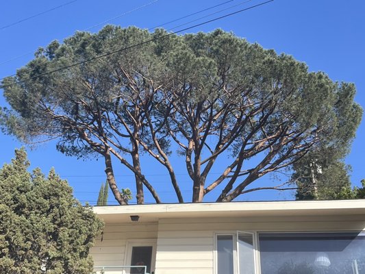 ALL ACCESS TREE CARE - Updated December 2025 - 185 Photos & 315 Reviews ...