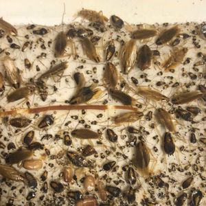 PMI MERIDIAN MANAGEMENT - Updated May 2025 - 5136 E Stop 11 Rd ...