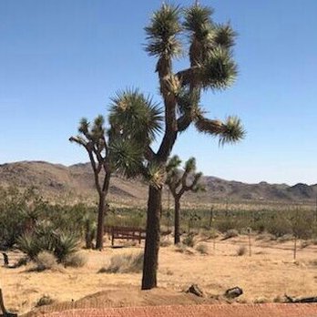 JOSHUA TREE MEMORIAL PARK - Updated December 2025 - 37 Photos - 60121 ...