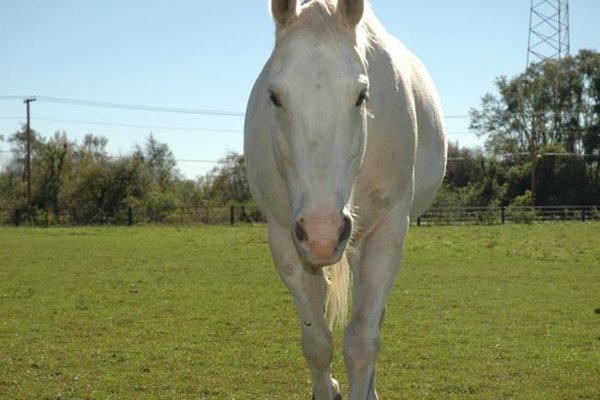 SHILO RANCH - 42 Photos & 14 Reviews - 6900 Ainsworth Rd, Hobart, IN - Yelp