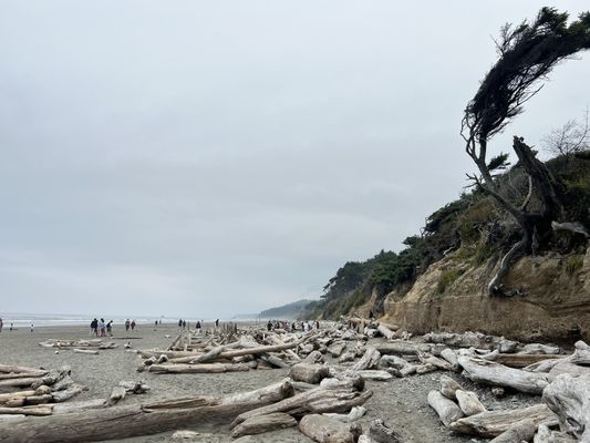 TREE OF LIFE - Updated September 2025 - 69 Photos & 26 Reviews - 101 ...