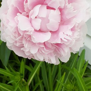 CVS PHARMACY - Updated July 2025 - 26 Photos & 55 Reviews - 3741 ...