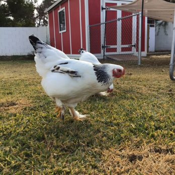 CACKLE HATCHERY® - Updated March 2025 - 68 Photos & 58 Reviews - 411 W ...