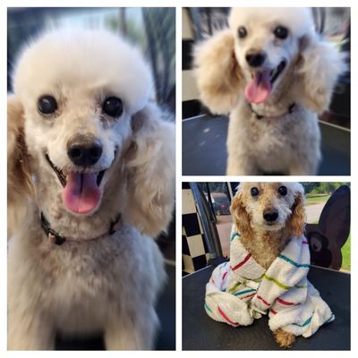 RUFF FLUFF MOBILE DOG GROOMING - Updated July 2025 - 31 Photos ...