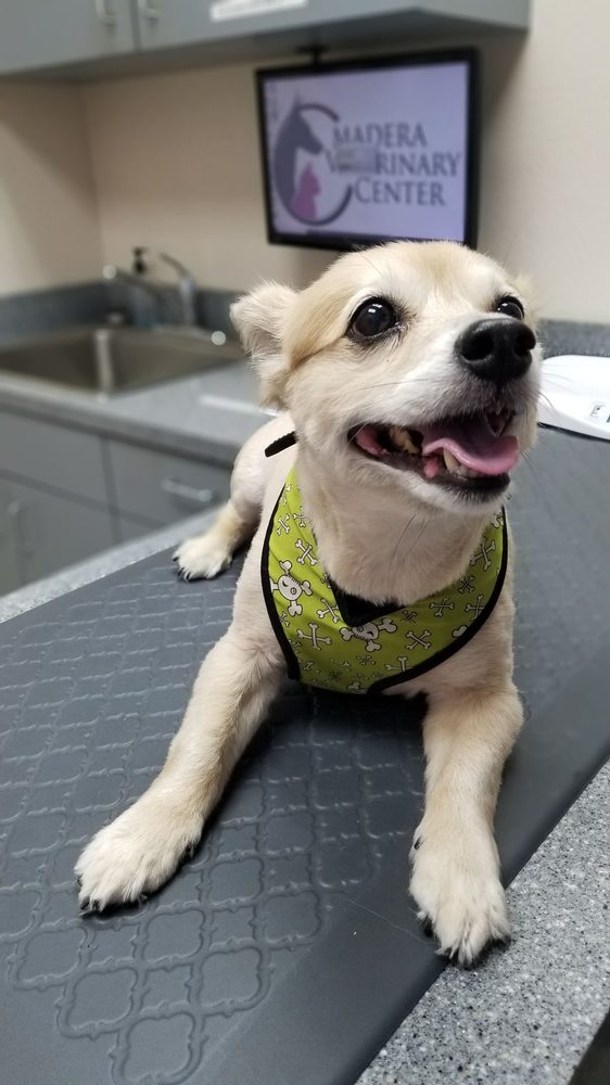 MADERA VETERINARY CENTER - Updated June 2024 - 26 Photos & 47 Reviews ...