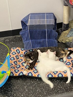 THE CAT CONNECTION - Updated December 2025 - 28 Photos & 13 Reviews ...