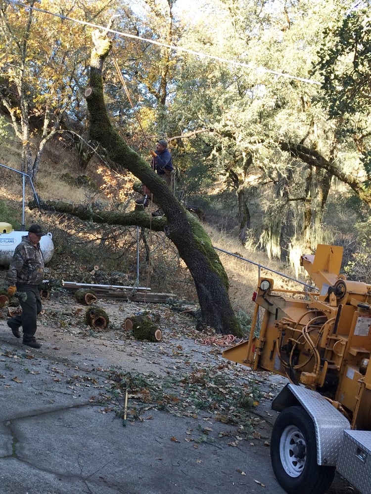 thompson-s-tree-ukiah-california-tree-services-phone-number-yelp