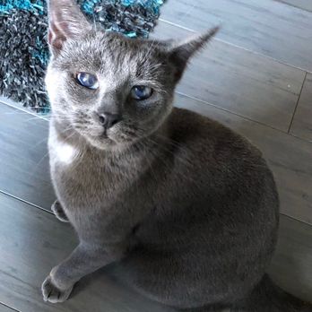 BIJU PET SPA - Updated August 2025 - 48 Photos & 82 Reviews - 4528 Saugus Ave, Sherman Oaks ...