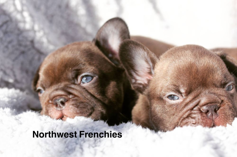 NORTHWEST FRENCHIES - Updated January 2026 - 10 Photos - Chimacum ...
