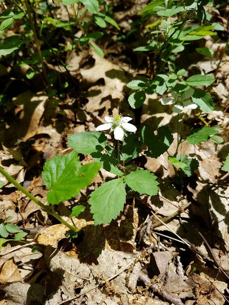 HOVERTER AND SHOLL BOX HUCKLEBERRY NATURAL AREA - Updated August 2025 ...