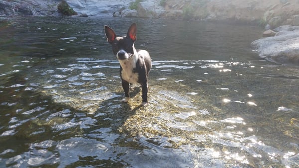 CHRISTINAS PRETTY PAWS - Updated August 2025 - 1510 Hartnell Ave ...