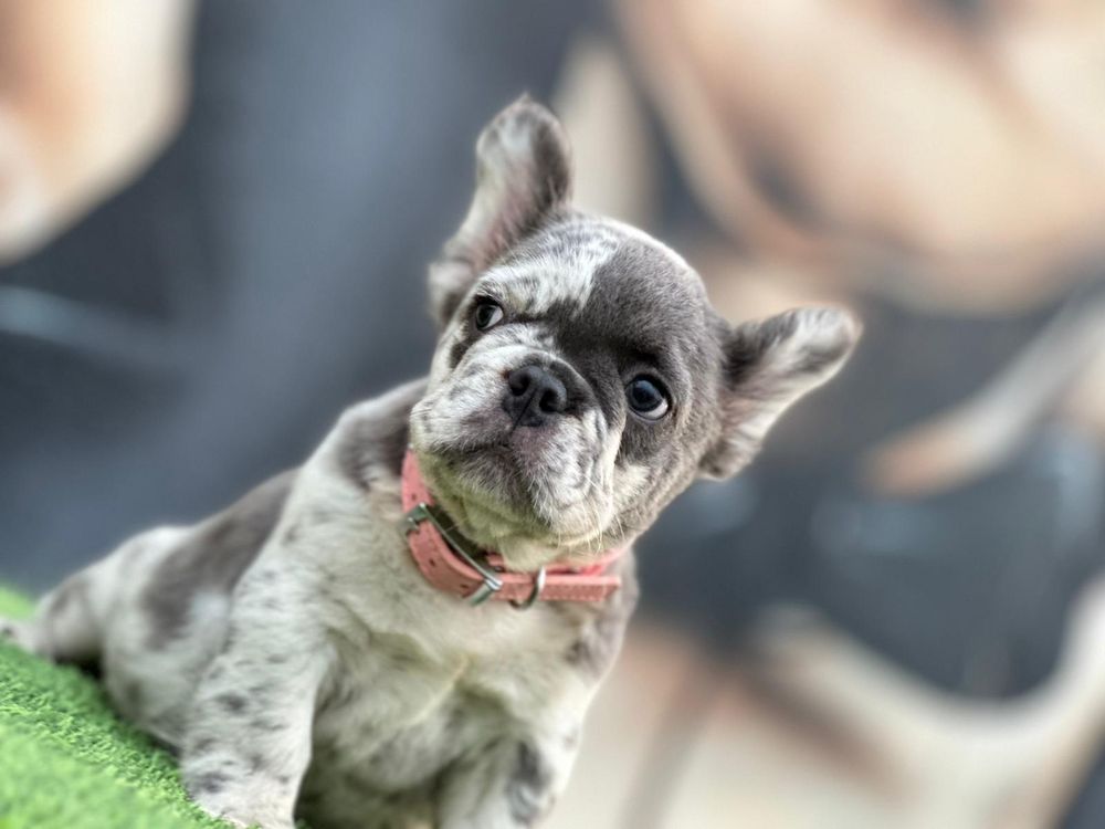 FRENCHIES ARE US - Updated November 2024 - 24 Photos - Miami, Florida ...