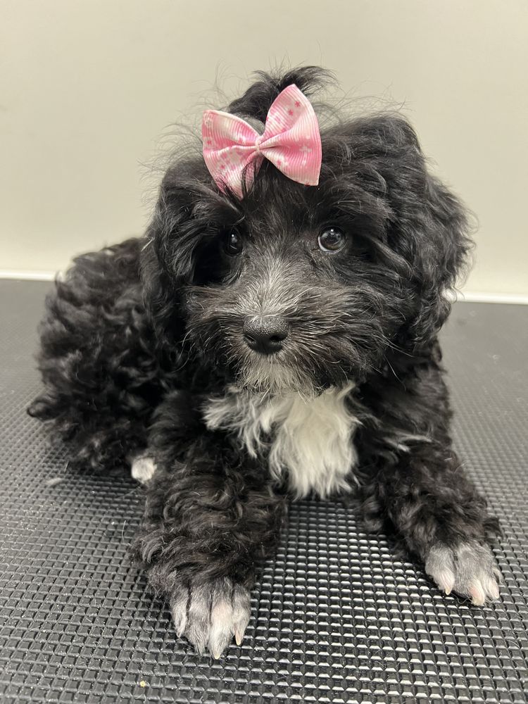 SNAZZY PAWS PET PARLOR - Updated June 2026 - 2517 Nederland Ave ...