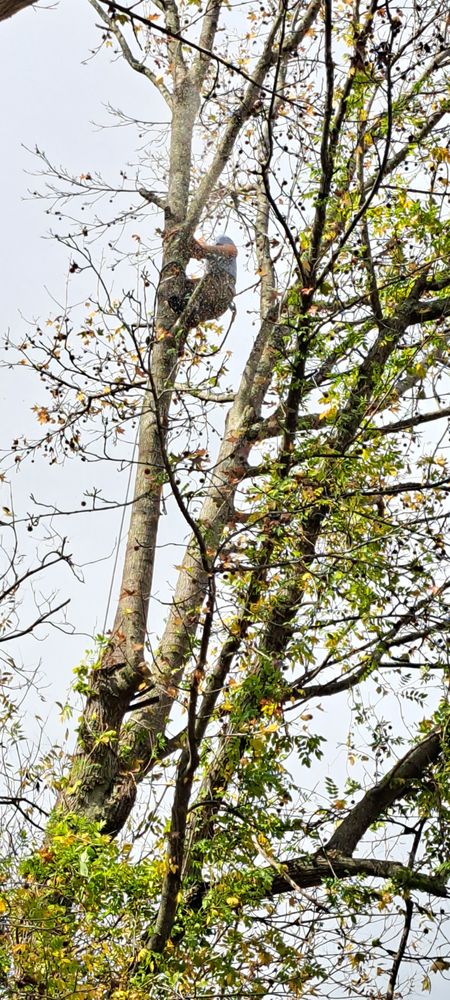 CHARLIE’S TREE SERVICE - Updated March 2025 - 35 Photos - Salisbury ...