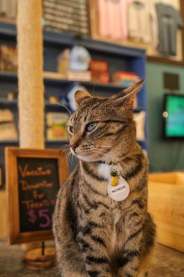 BROOKLYN CAT CAFE - Updated January 2025 - 424 Photos & 177 Reviews - 76 Montague St, Brooklyn ...