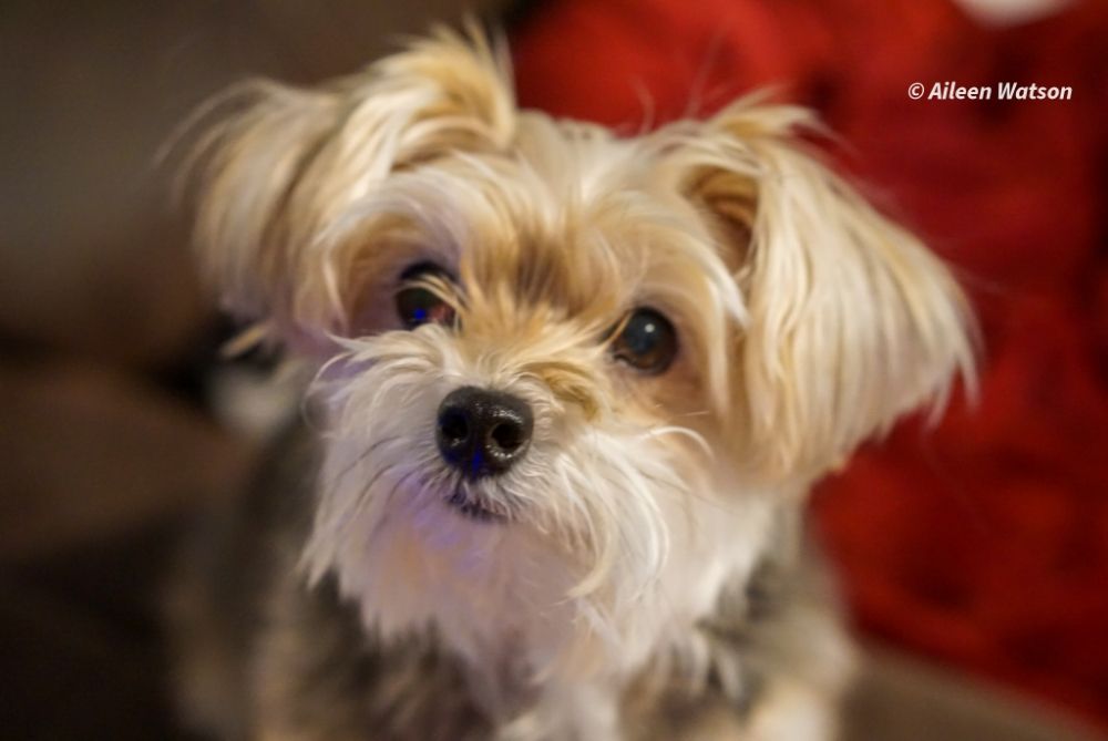 PRECIOUS PORTRAITS BY AILEEN WATSON - Haltom City, Texas - Session ...